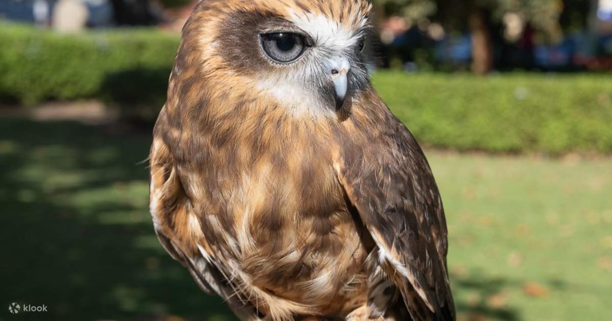 Owl Encounter at Ranger Red's Zoo - Klook